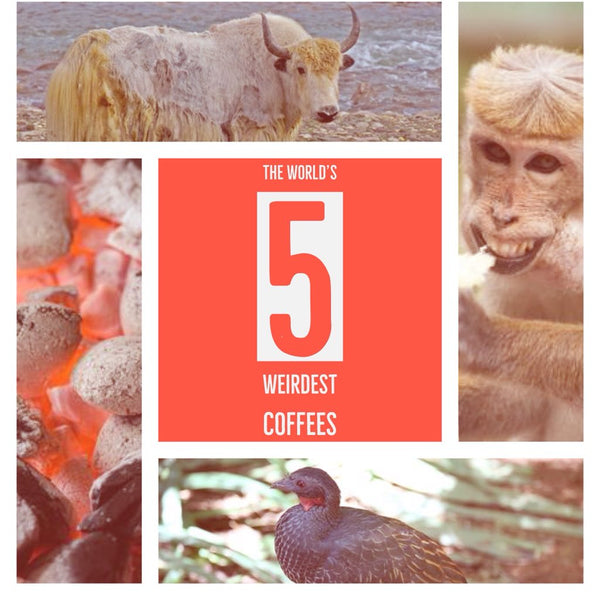 The world's 5 weirdest coffees - Paper Plane